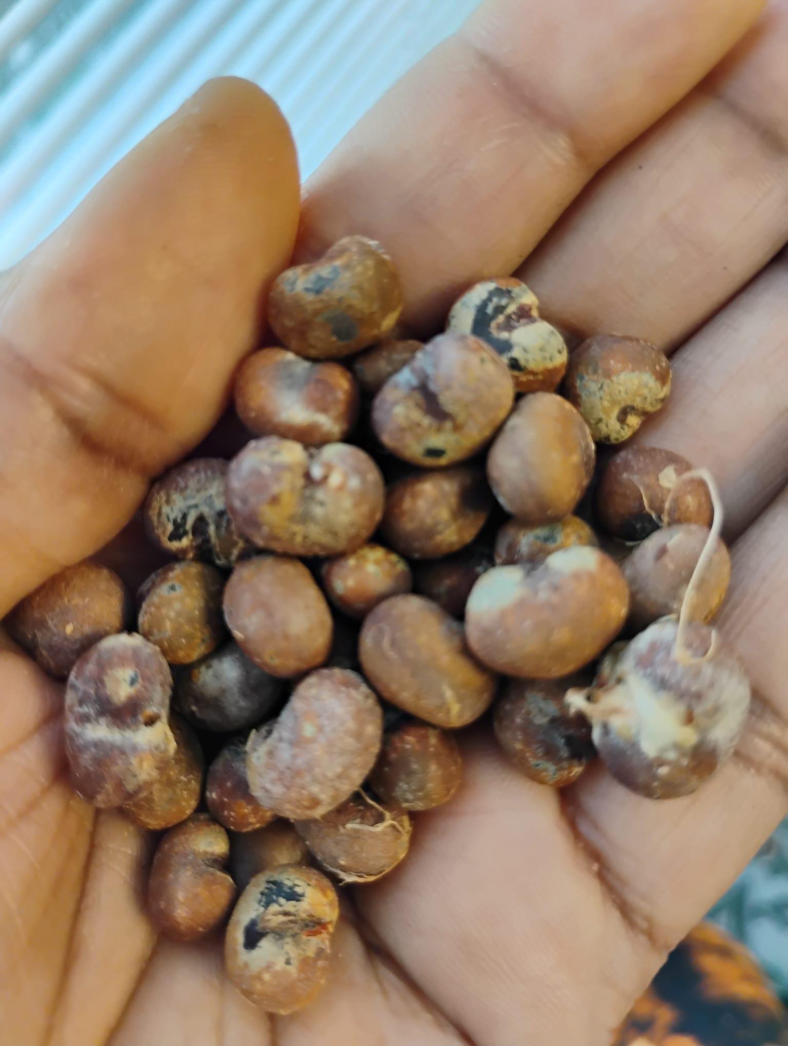 Baobab Seeds(adansonia Digitata) Fresh Seeds for Planting, 100g/ Baobab ...