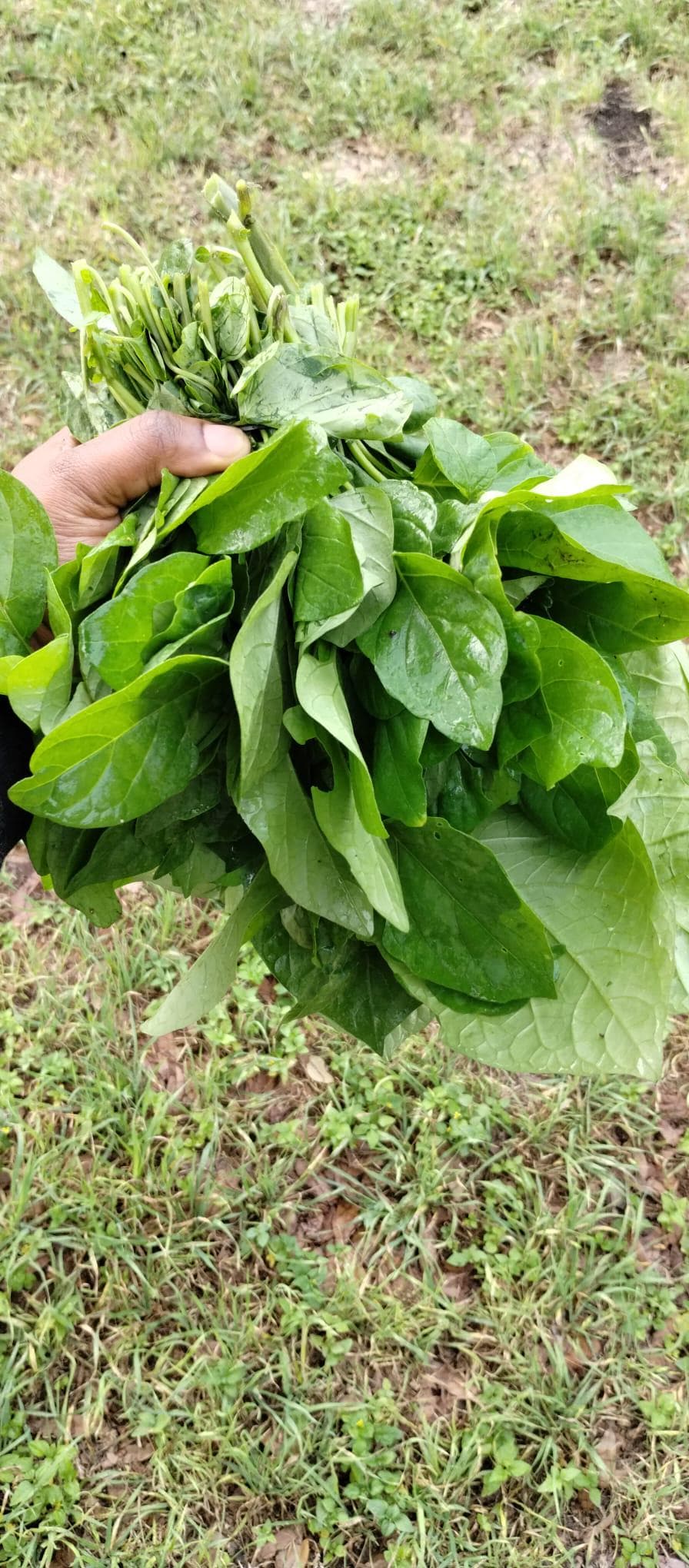 Seed Njama Njama ( Big Leaf) Garden Huckleberry, African Nightshade 500 ...