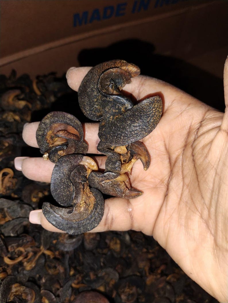Dry African Snail | Edible Helix Aspersa, 1 Lb Pack - Etsy