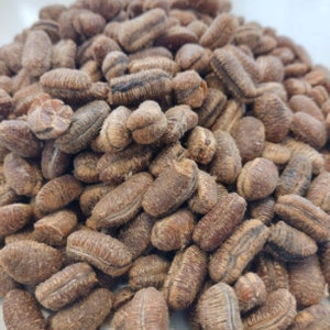 Whole African Nutmeg | Calabash Nutmeg | Wedia Aba | 250g Pack - Etsy