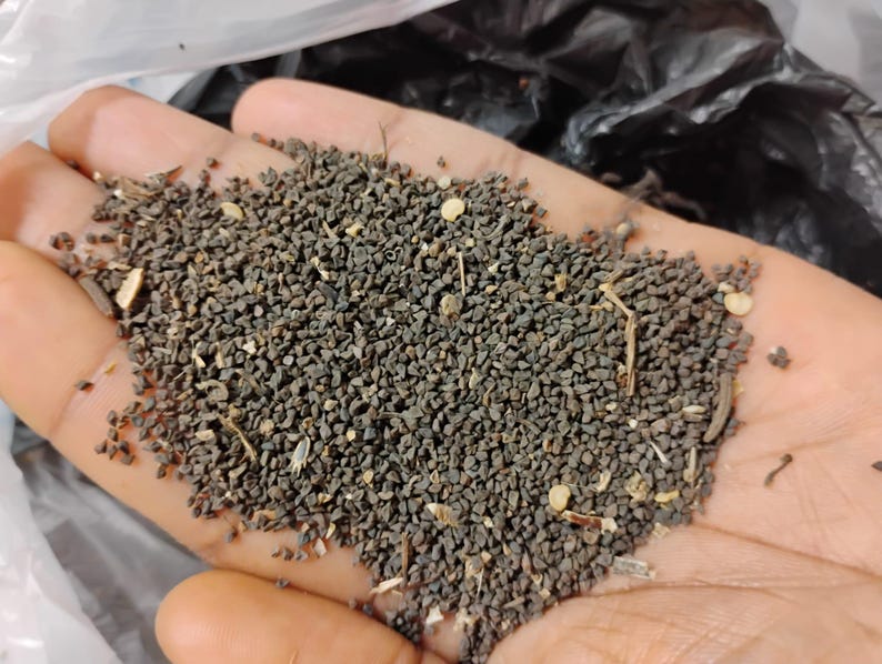 Organic Jute Seeds(big Leaf)/ewedu/ Egyptian Spinach Seeds, 500seeds - Etsy