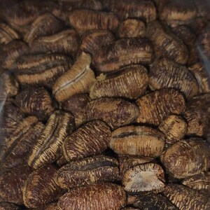 Whole African Nutmeg | Calabash Nutmeg | Wedia Aba | 250g Pack - Etsy