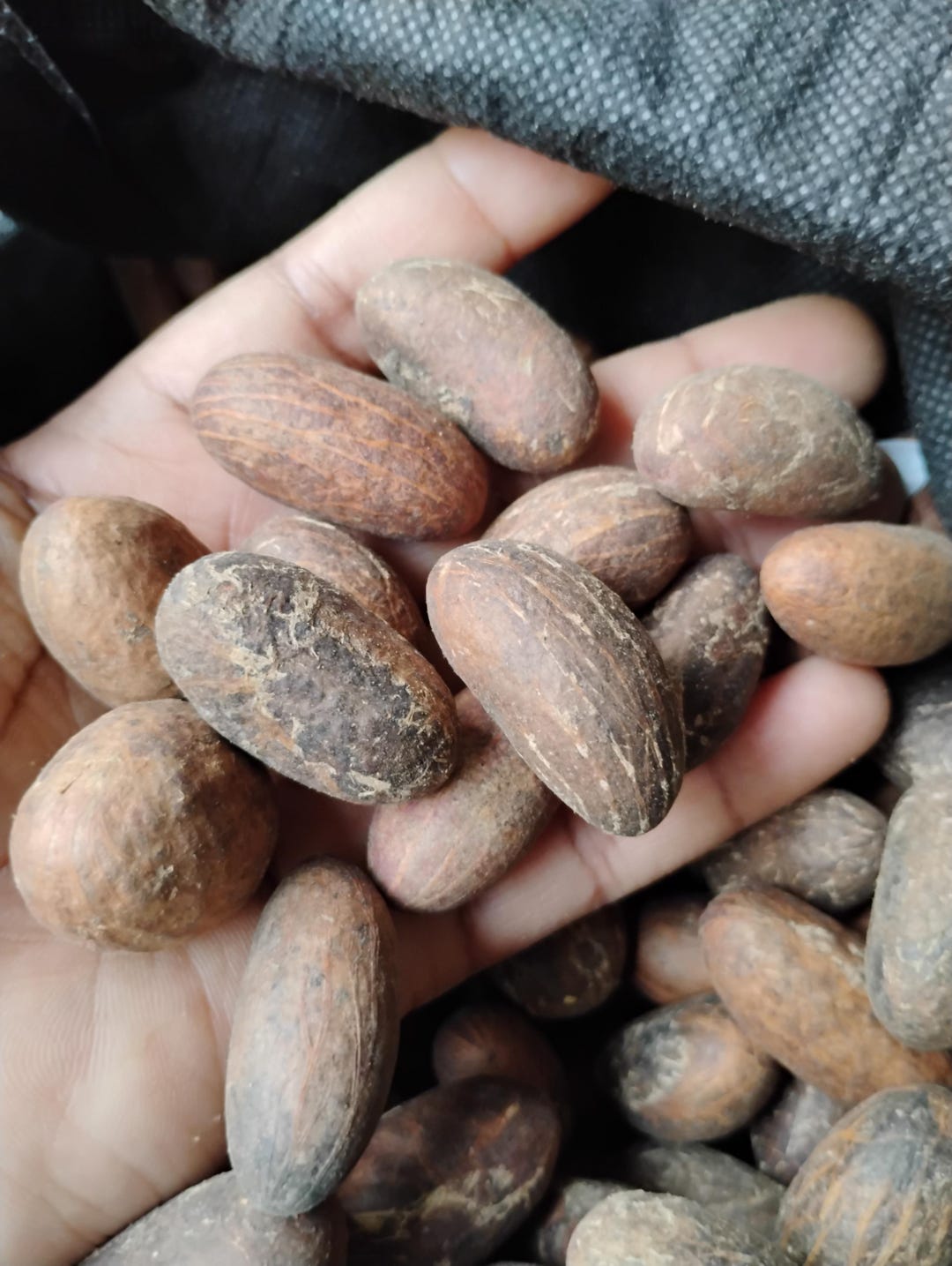 Bitter Kola | Garcinia Kola | 250g Pack - Etsy