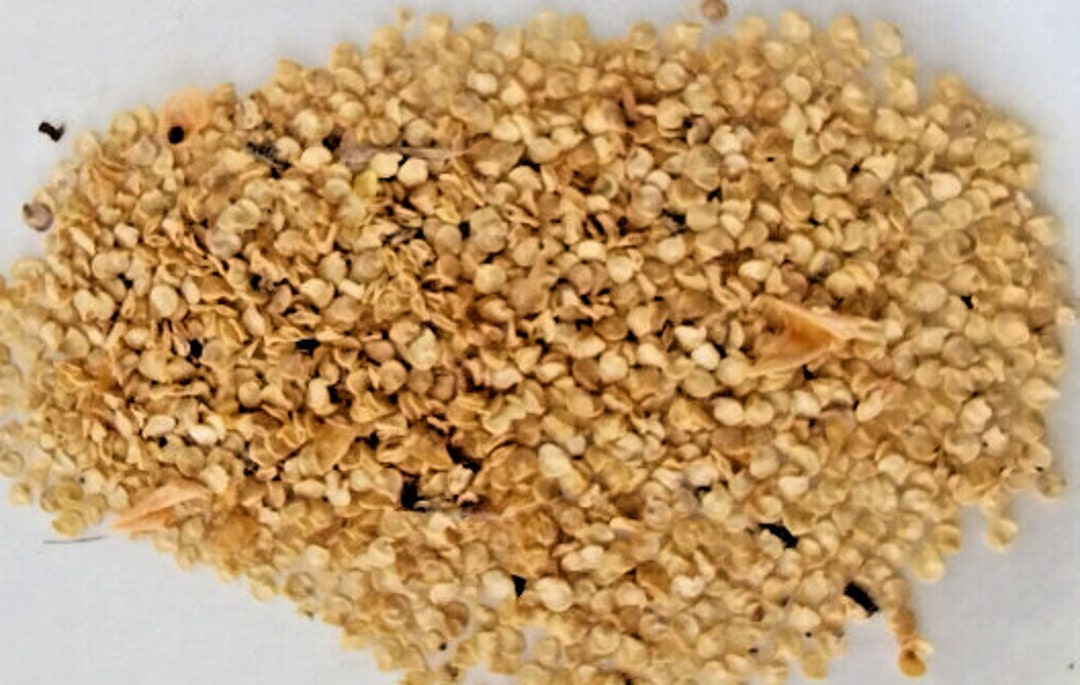 Cameroon Pepper Seeds | African Spice, Bold Flavor (200 Seeds) - Etsy ...