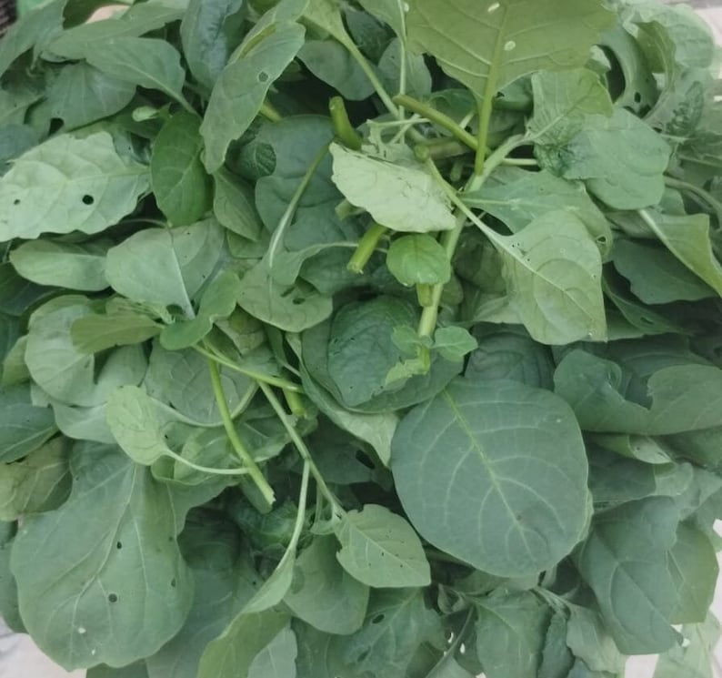 Frozen Njama Njama, Garden Huckleberry, African Nightshade, Managu ...