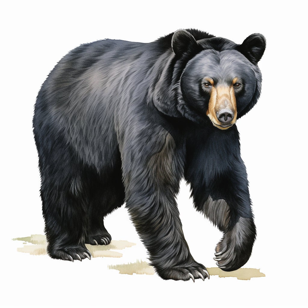 19 Black Bear Clipart, Bear Clip Art, Printable Watercolor Clipart, 19 ...