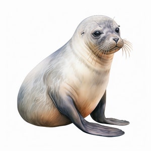 10 Seal Clipart, Seal Clip Art, Printable Watercolor Clipart, 12 High ...