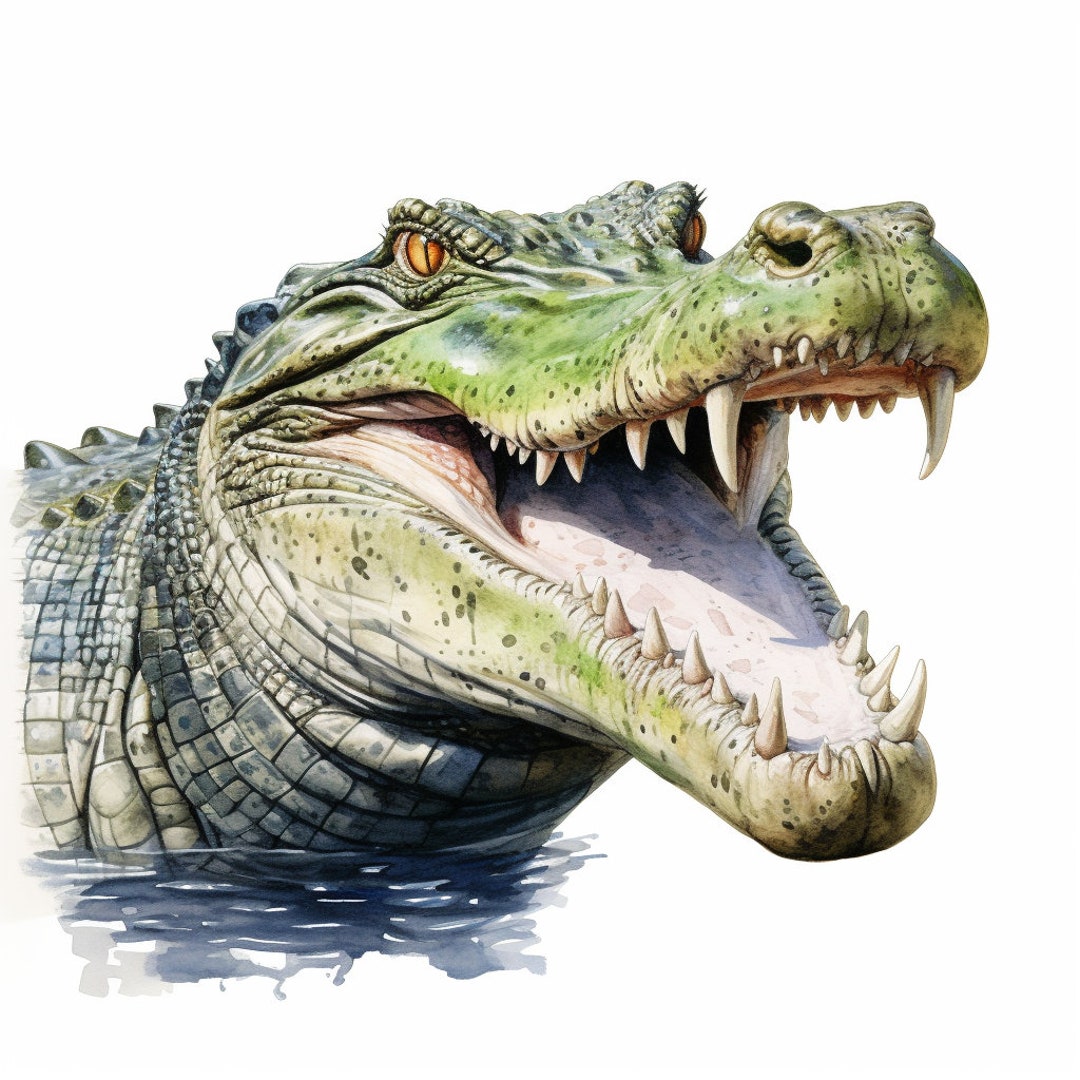 12 Alligator Clipart, Alligator Clip Art, Printable Watercolor Clipart ...