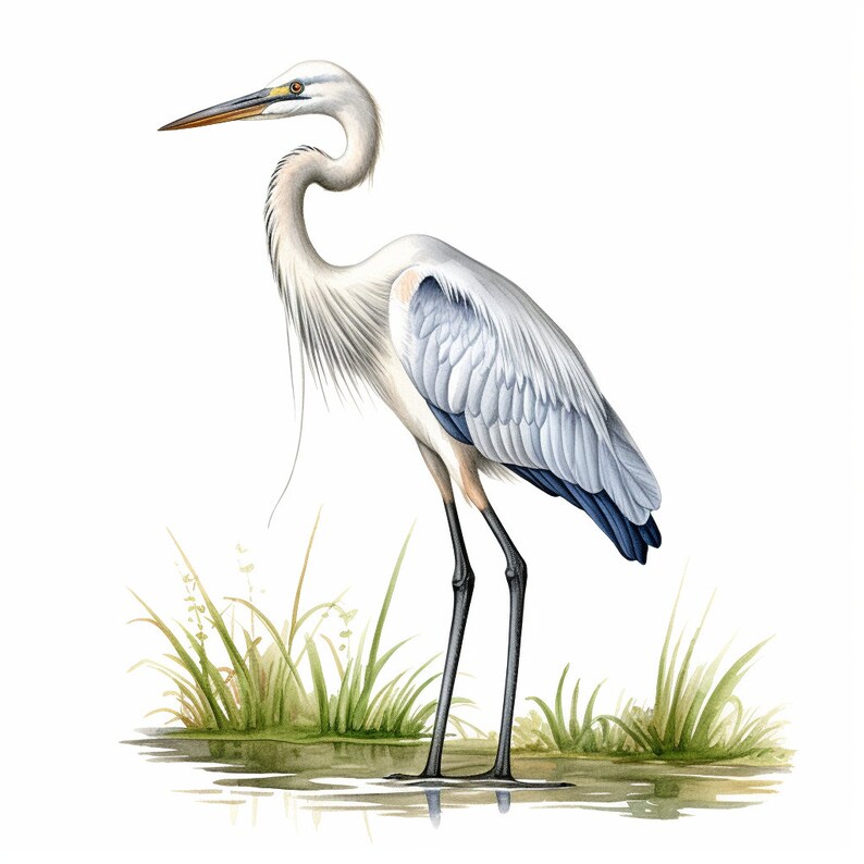 8 Storke Clipart, Storke Clip Art, Printable Watercolor Clipart, 8 High ...