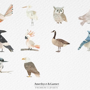 Beautiful Watercolor Bird Clipart PNG Bundle Transparent Background ...