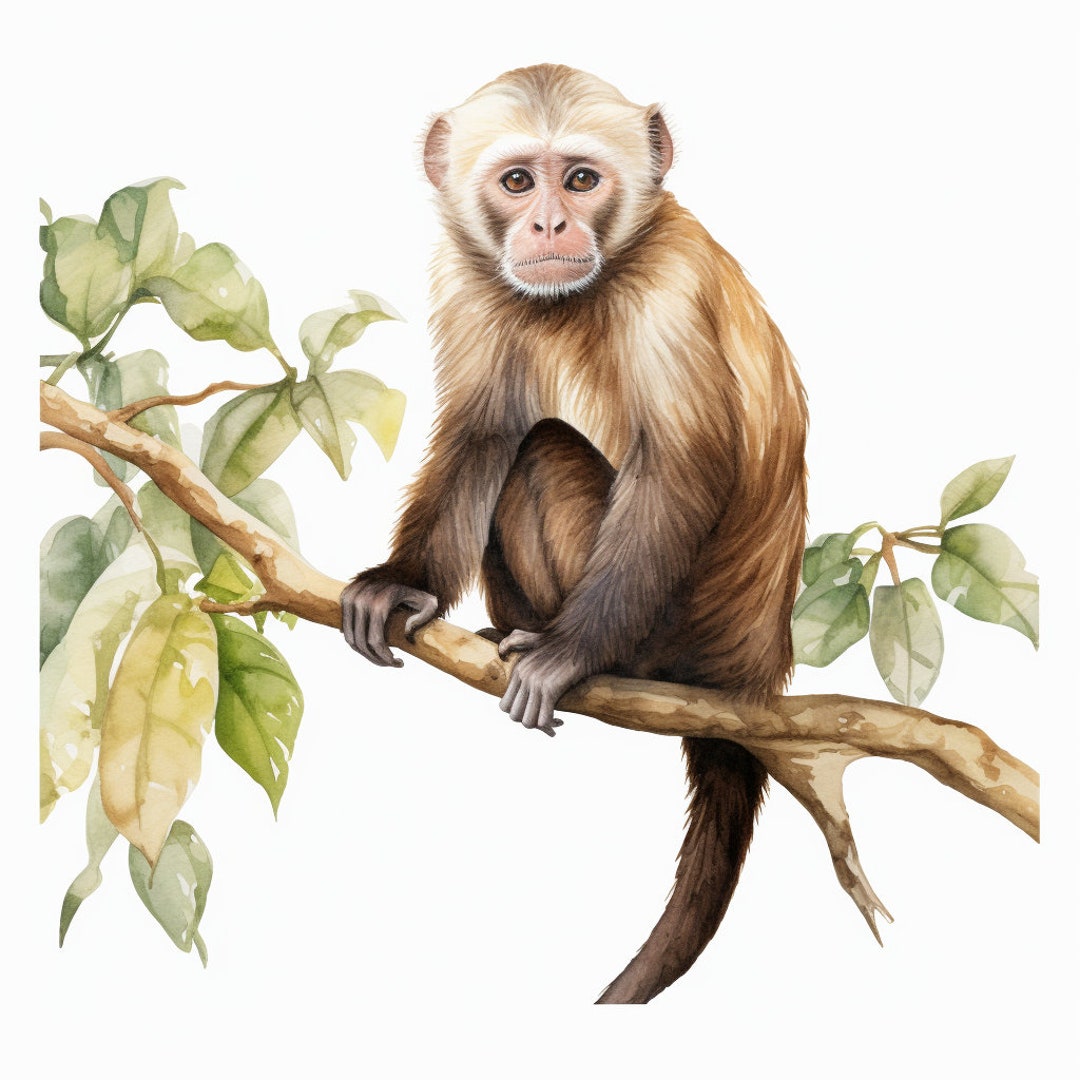 12 Capuchin Clipart, Capuchin Clip Art, Printable Watercolor Clipart ...