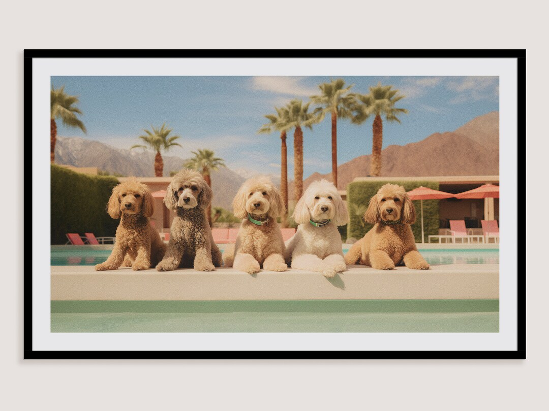 Goldendoodles at the Pool in Palm Springs. Wall Art Wall - Etsy
