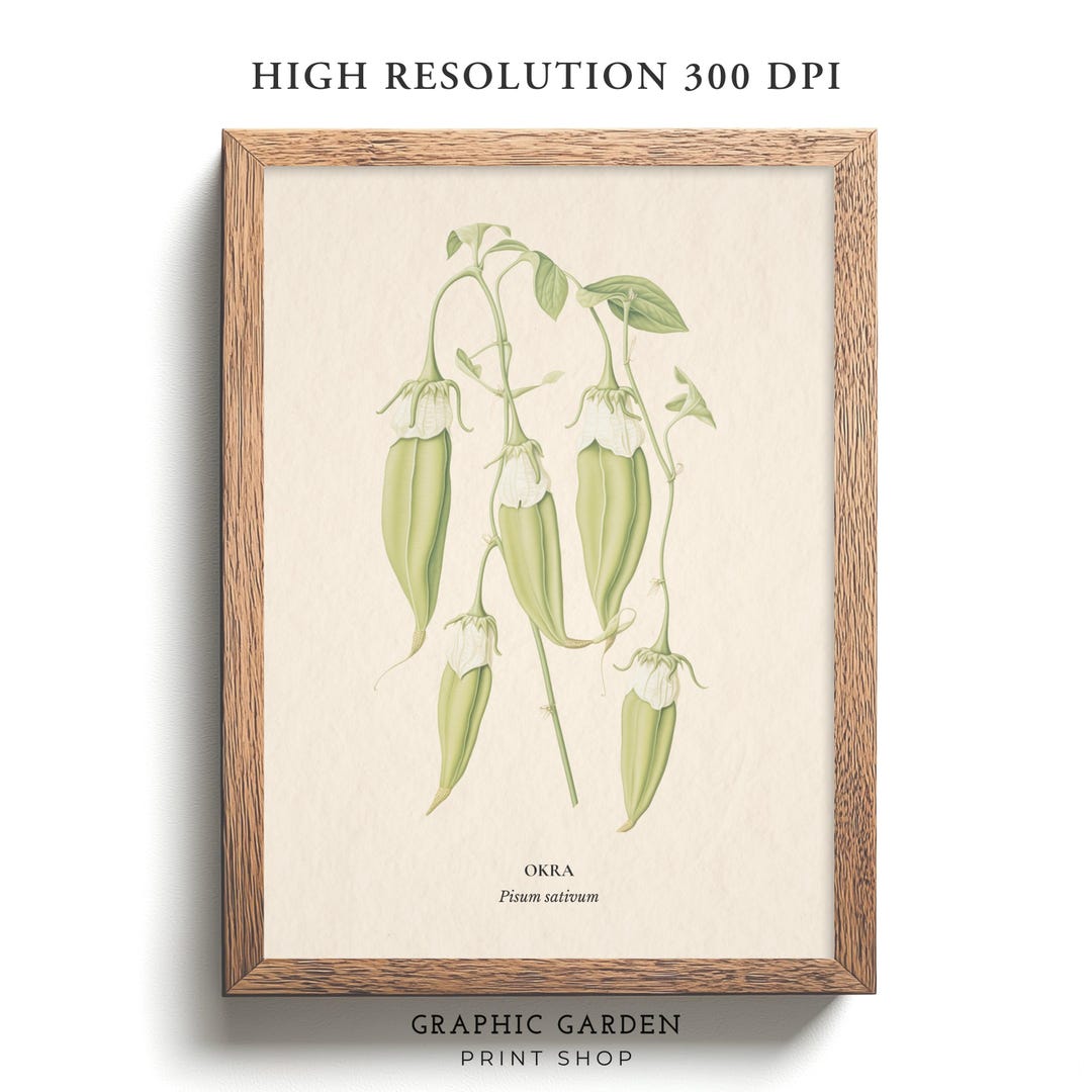 Okra Botanical Print, Scientific Academia Wall Art, Edible Plant Square ...