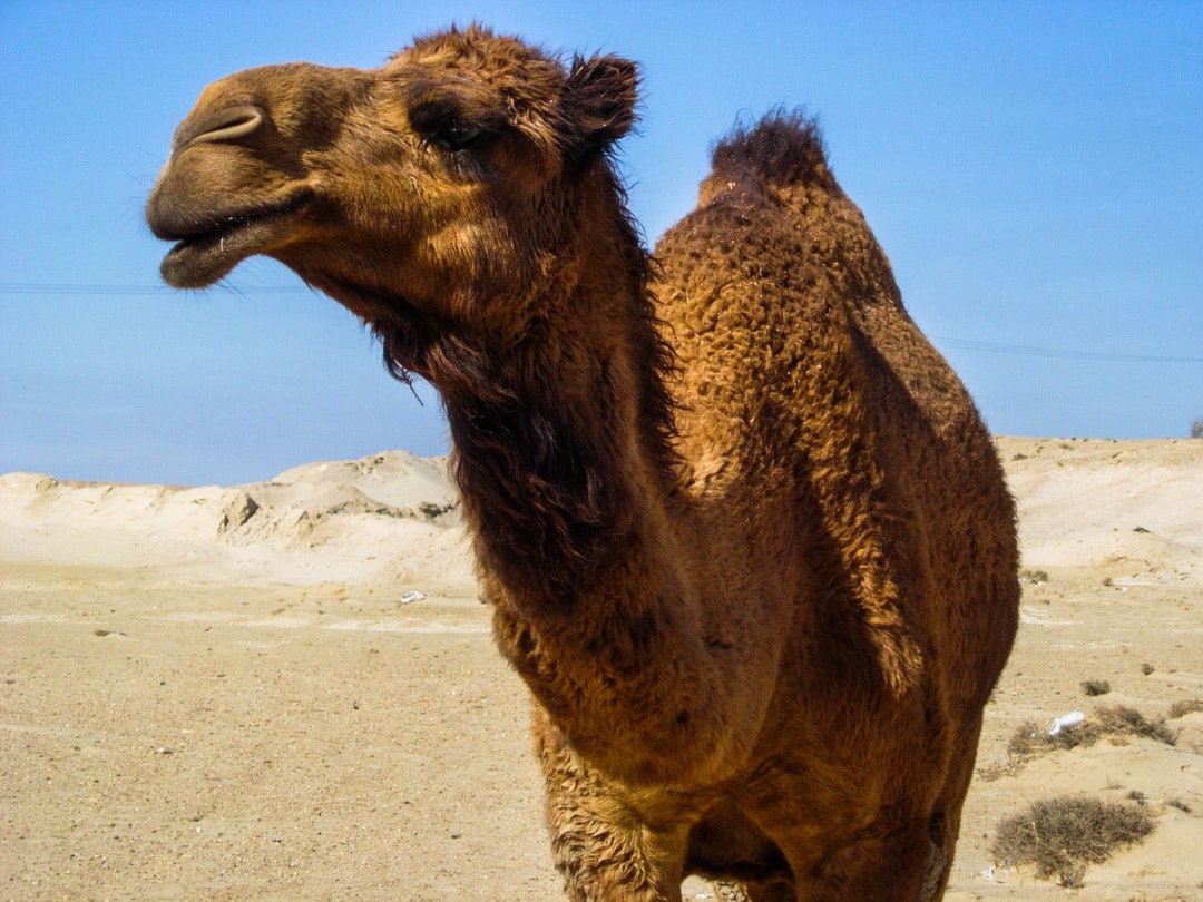 Profile of a Camel - 2592 X 1944. Original Photo by Michelle Bishop ...