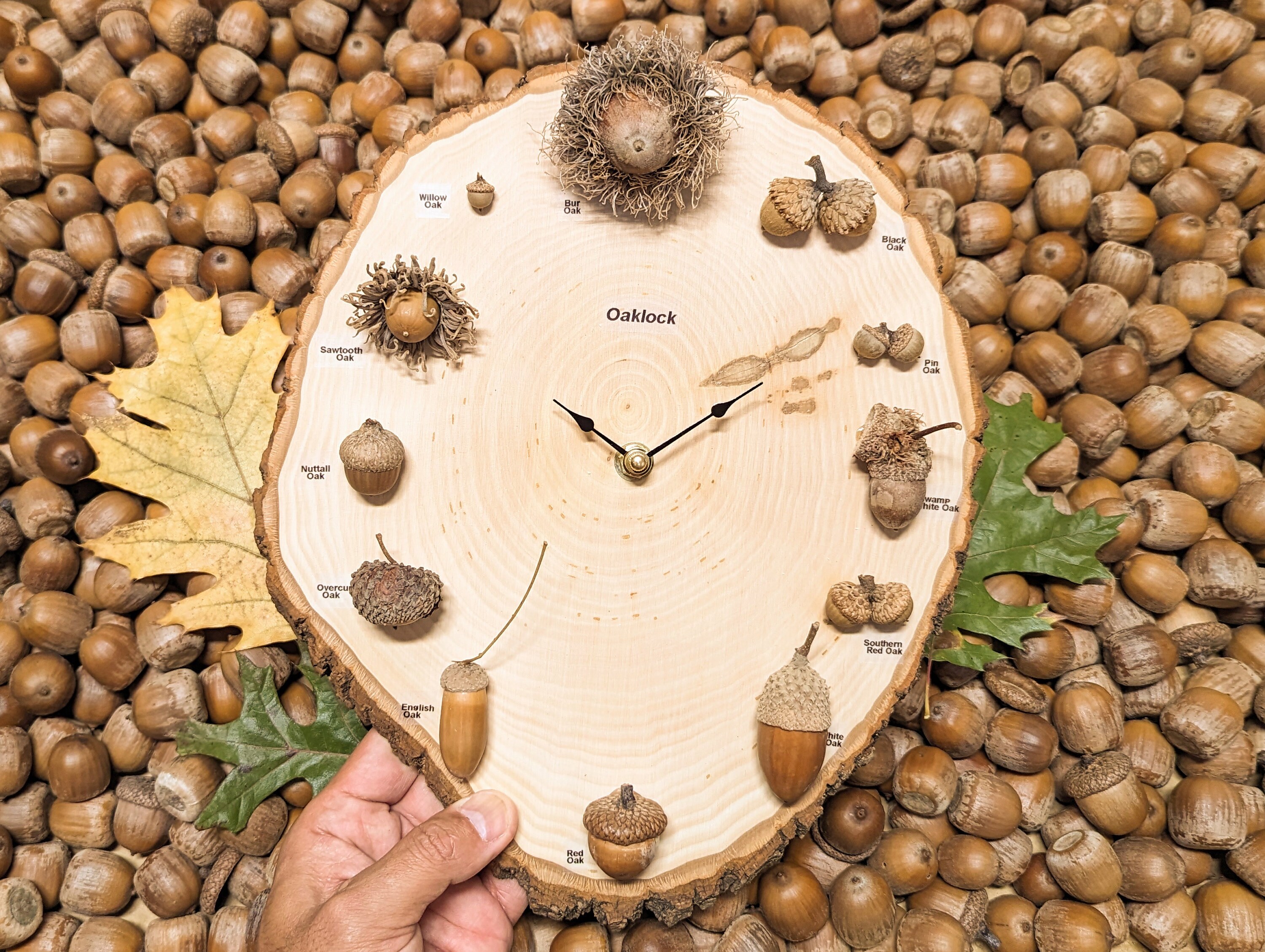 Oaklock Acorn Clock Natural Oak Trunk Wall Décor Wood Bark Live Edge - Etsy