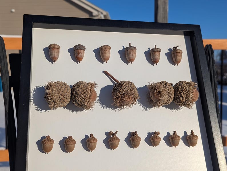 Acorn Frame Art Shadow Box All Nature Nuts Oak Tree 20"x12"x2" - Etsy