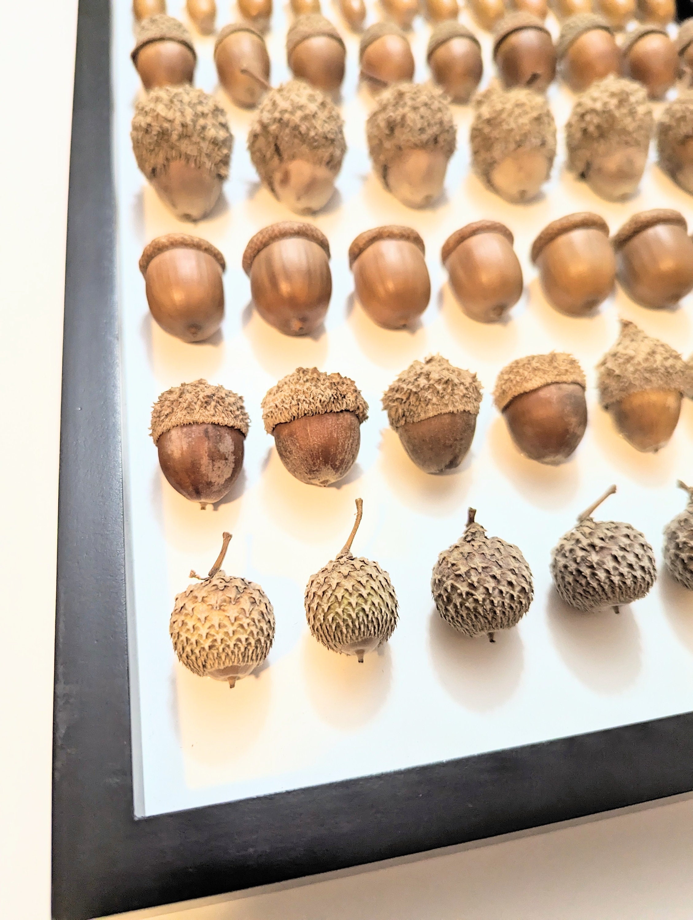 Acorn Frame Art Shadow Box All Nature Nuts 19x13'x2 - Etsy