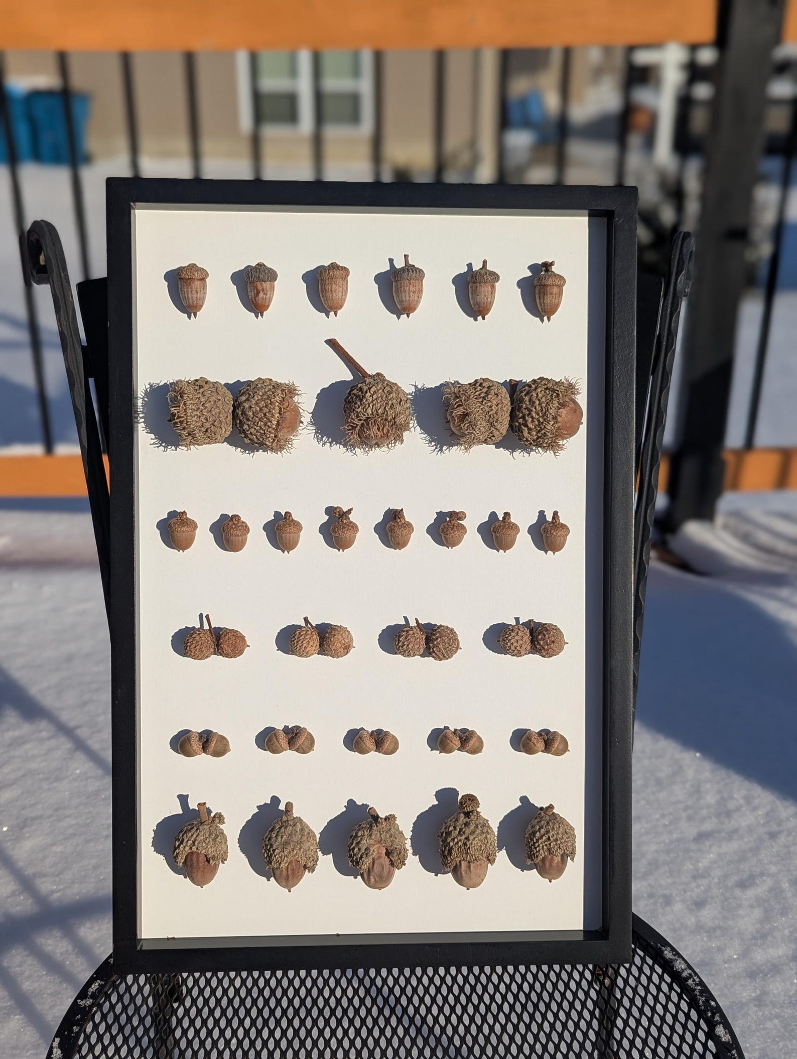 Acorn Frame Art Shadow Box All Nature Nuts Oak Tree 20"x12"x2" - Etsy