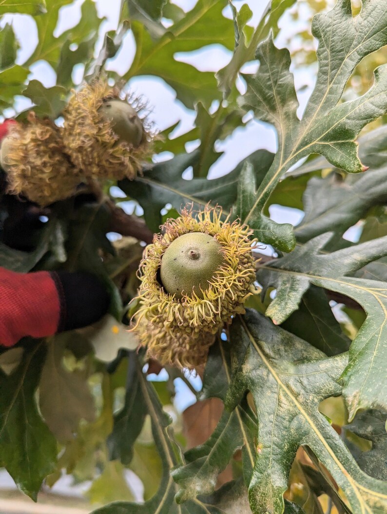 Very Large Bur Oak Acorn New Harvest 2pcs Squirrel Feeder Fall Craft ...