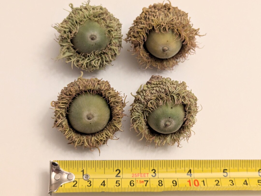 Very Large Bur Oak Acorn New Harvest 2pcs Squirrel Feeder Fall Craft ...