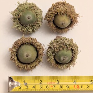 Very Large Bur Oak Acorn New Harvest 2pcs Squirrel Feeder Fall Craft ...
