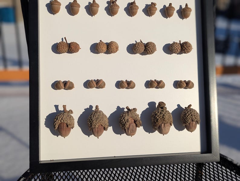 Acorn Frame Art Shadow Box All Nature Nuts Oak Tree 20"x12"x2" - Etsy
