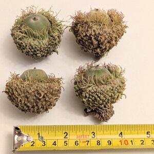Very Large Bur Oak Acorn New Harvest 2pcs Squirrel Feeder Fall Craft ...