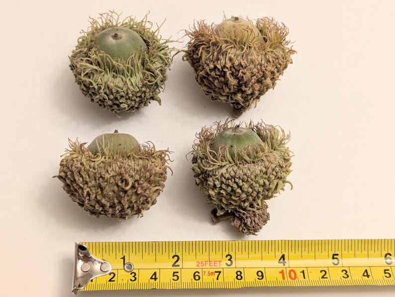 Very Large Bur Oak Acorn New Harvest 2pcs Squirrel Feeder Fall Craft ...