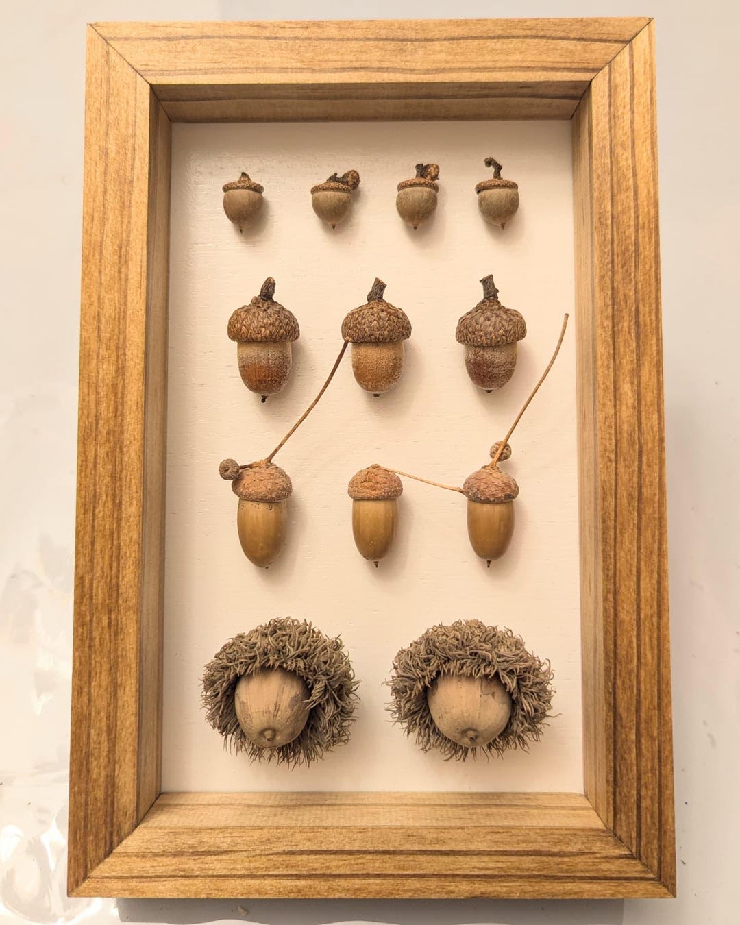 Acorn Frame Art Shadow Box All Nature Nuts 10"x7"x2" - Etsy