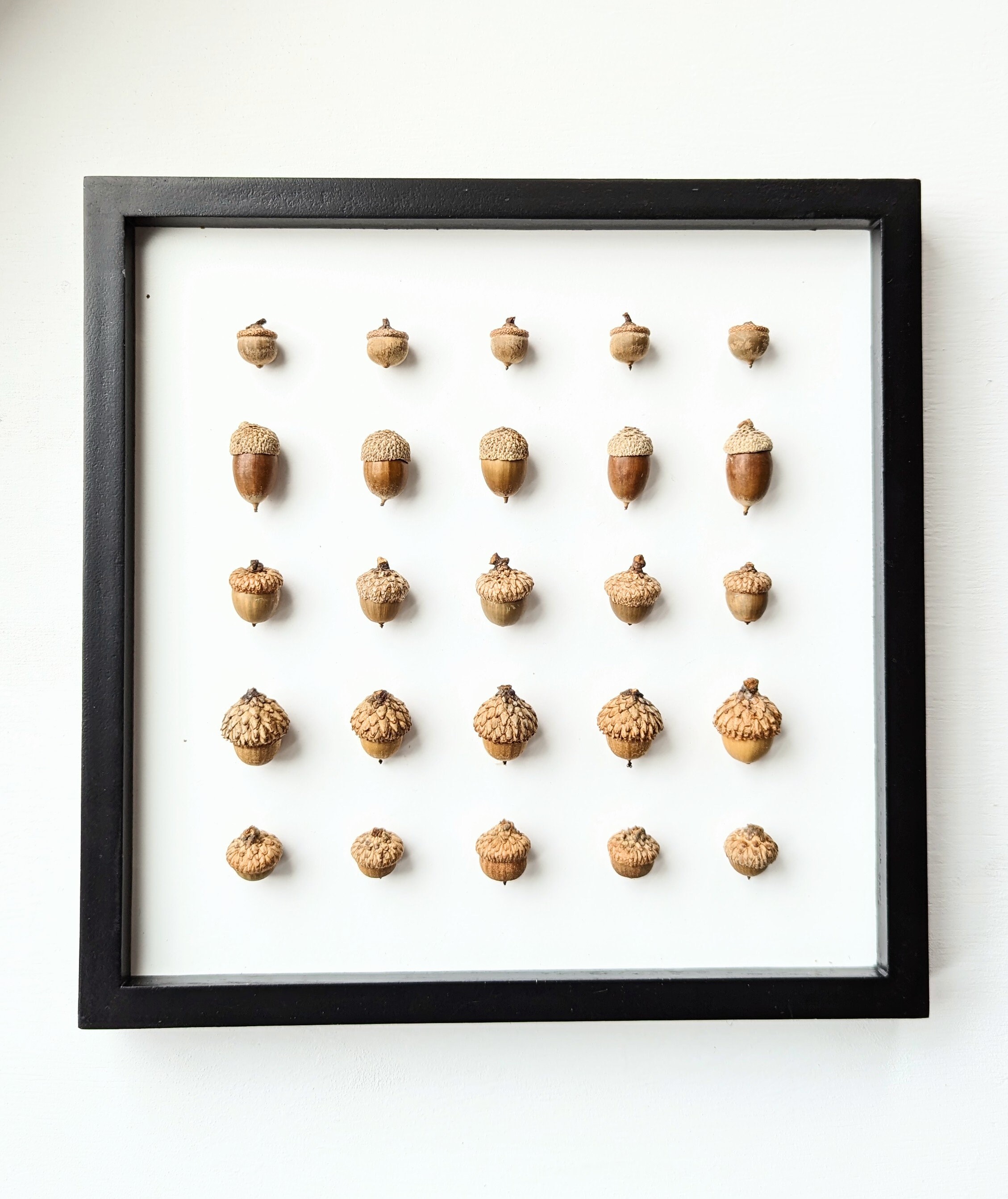 Acorn Frame Art Shadow Box All Nature Nuts 12x12x2 - Etsy