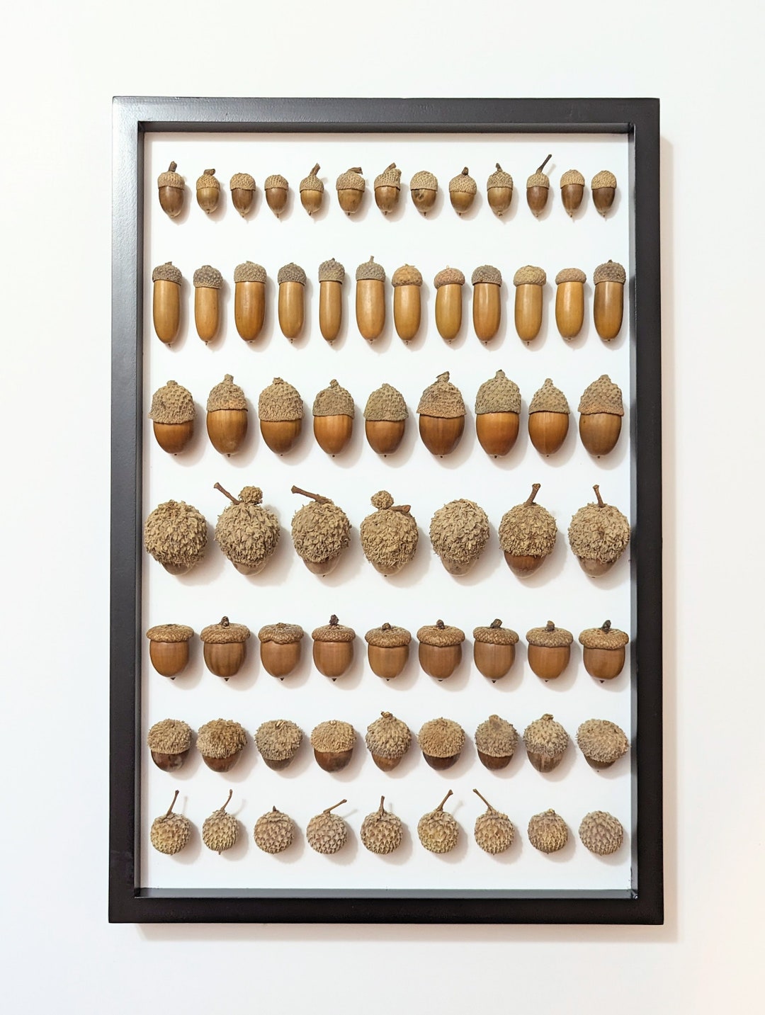 Acorn Frame Art Shadow Box All Nature Nuts 19x13'x2 - Etsy
