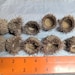 Acorn Cap Bur Oak Craft Natural Burr - Etsy
