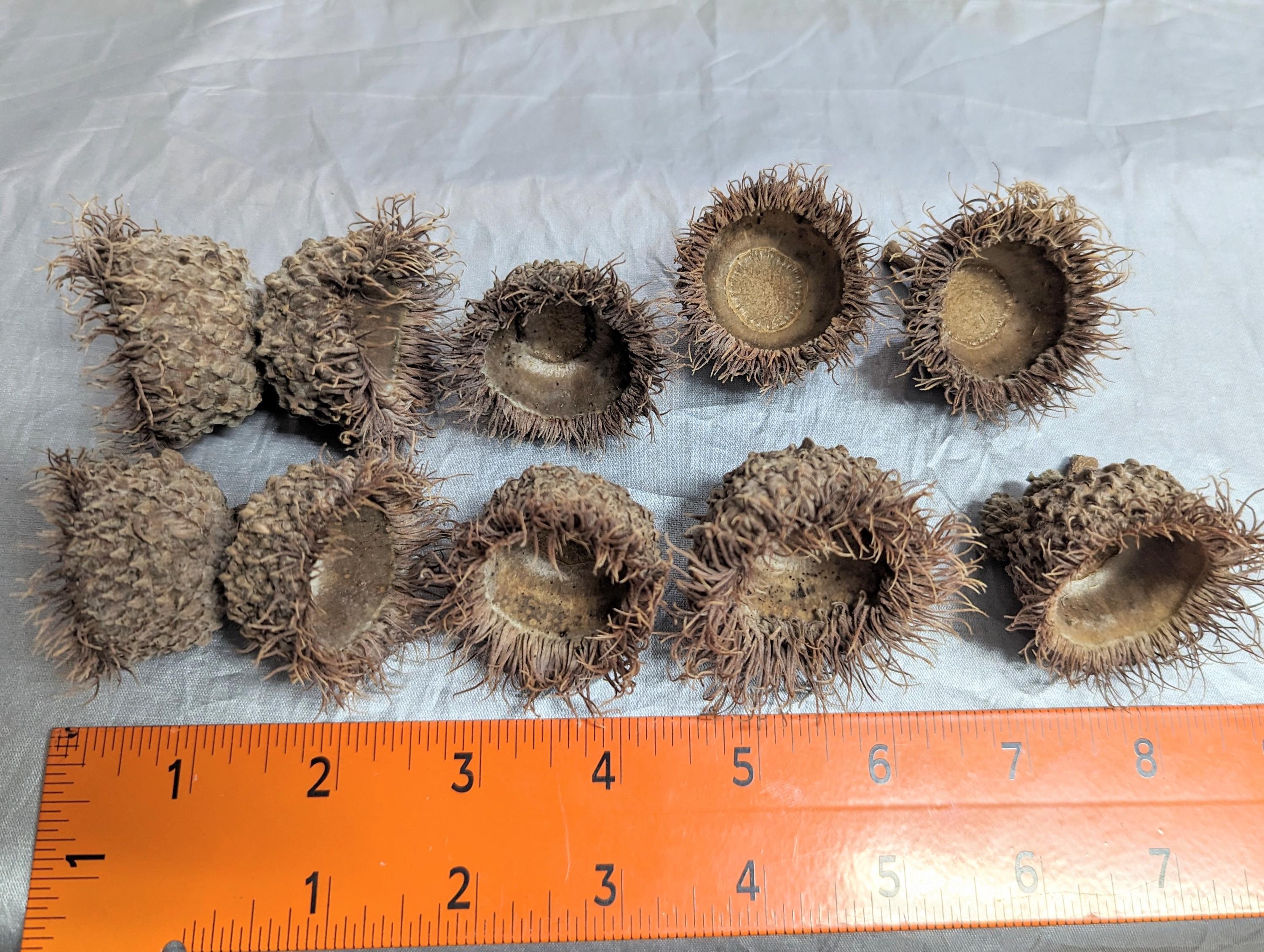 Acorn Cap Bur Oak Craft Natural Burr - Etsy