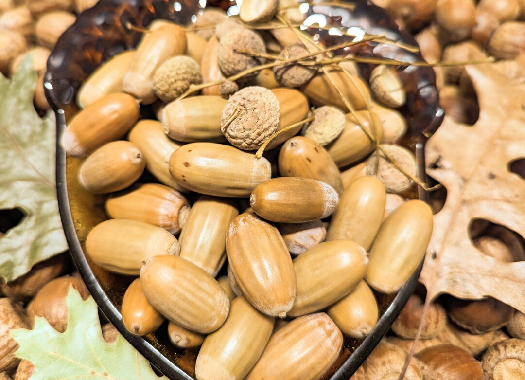 30 English Oak Acorns Crafts Decoration Natural Real Oak - Etsy