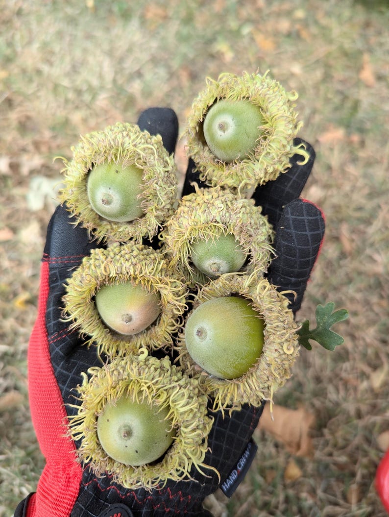 Very Large Bur Oak Acorn New Harvest 2pcs Squirrel Feeder Fall Craft ...