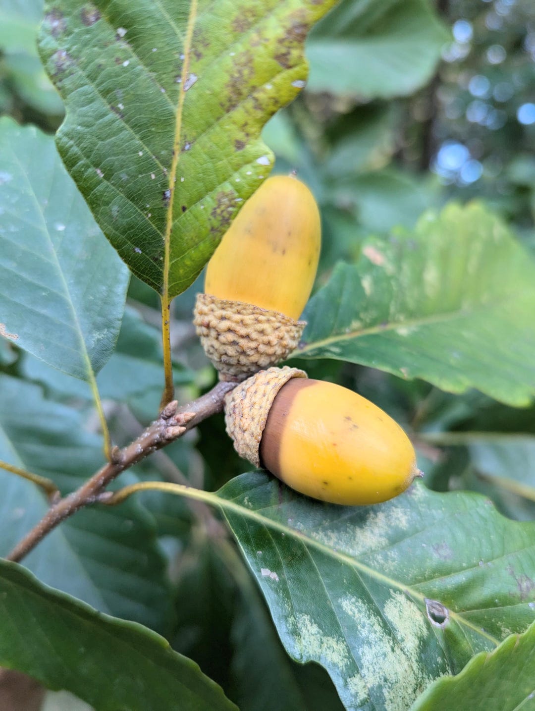 Very Large Chesnut Oak Acorn New Harvest 15pcs Squirrel Feeder Fall ...