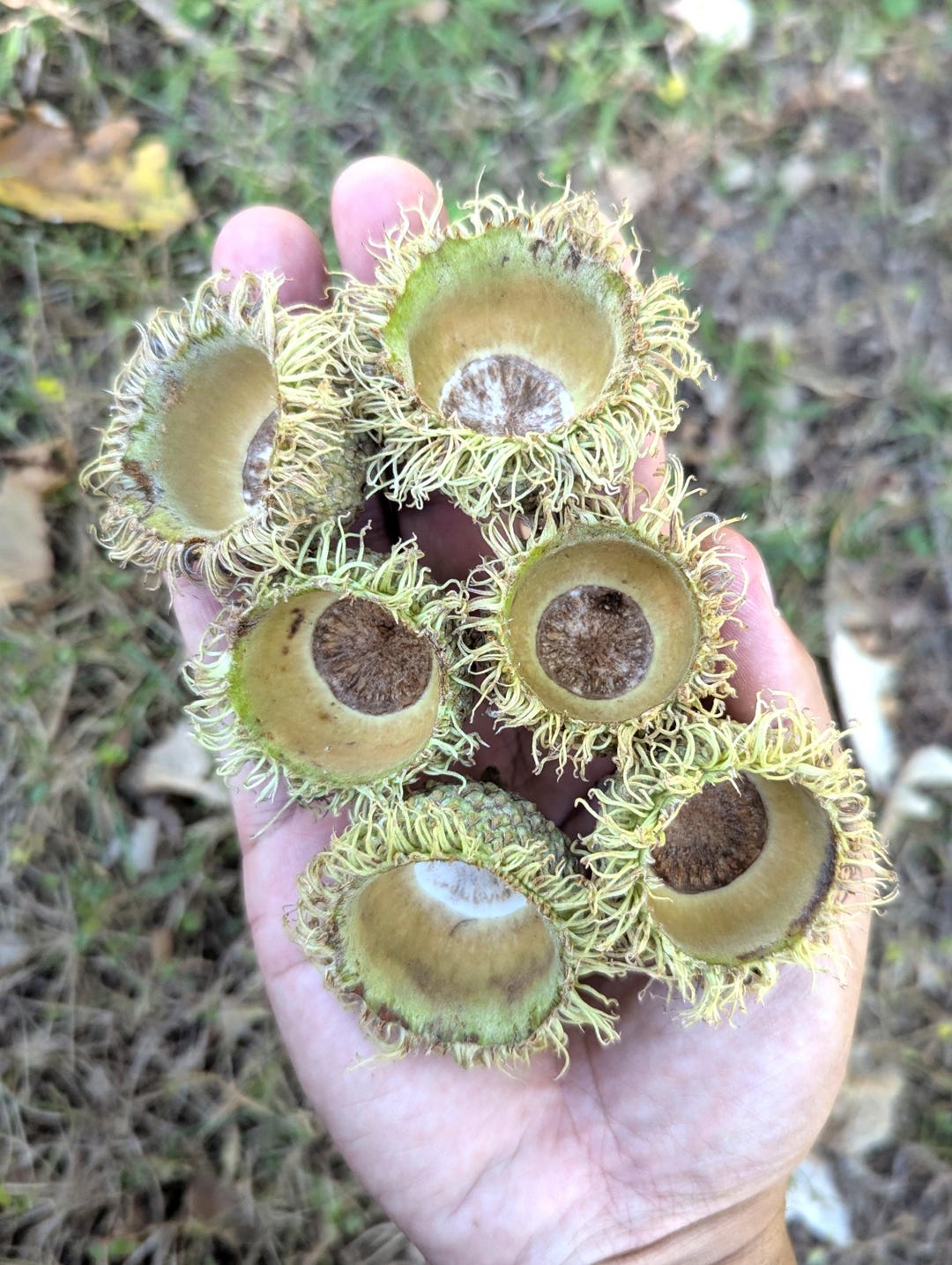 Acorn Cap Bur Oak Craft Natural Burr - Etsy