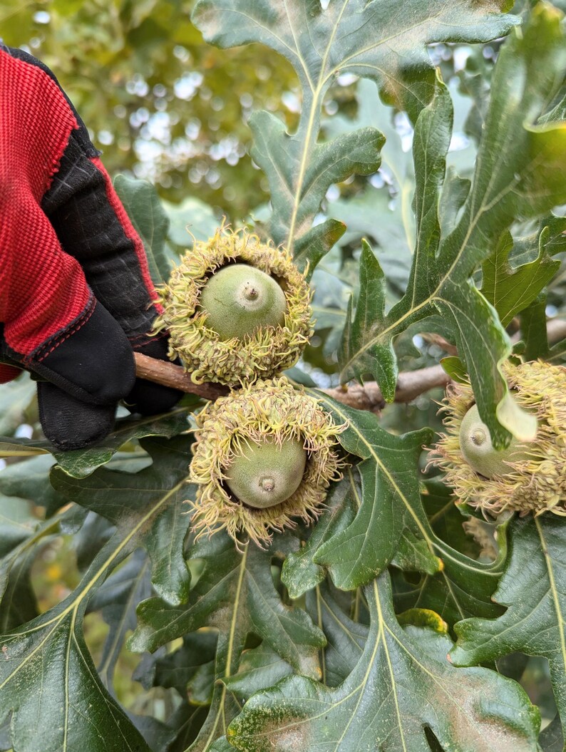 Very Large Bur Oak Acorn New Harvest 2pcs Squirrel Feeder Fall Craft ...