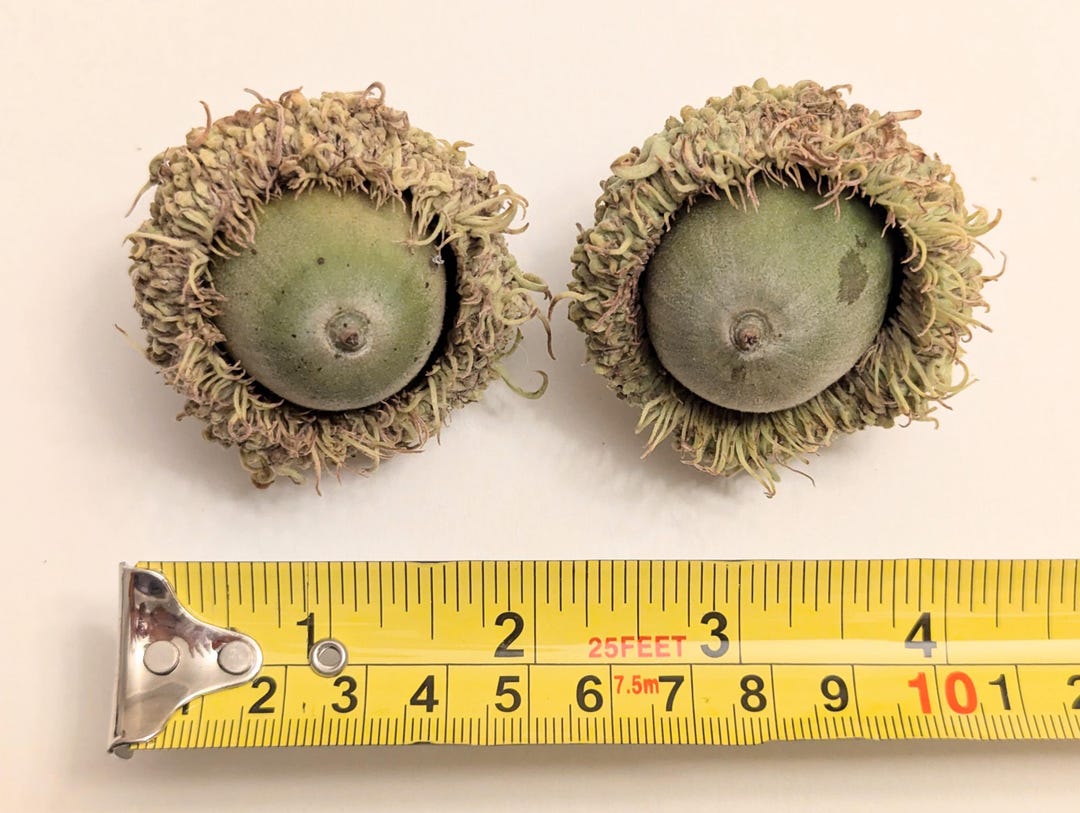 Very Large Bur Oak Acorn New Harvest 2pcs Squirrel Feeder Fall Craft ...