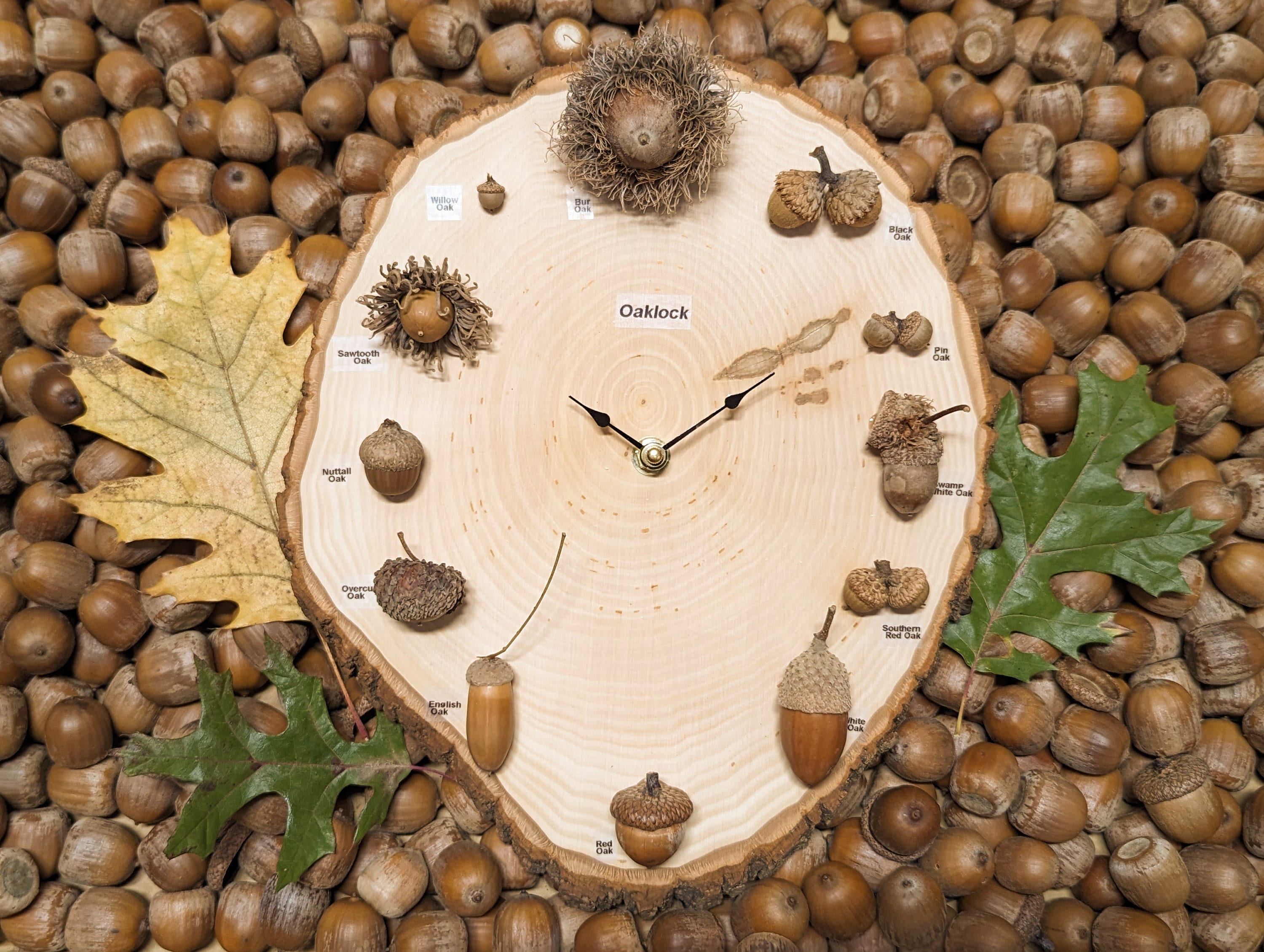 Oaklock Acorn Clock Natural Oak Trunk Wall Décor Wood Bark Live Edge - Etsy