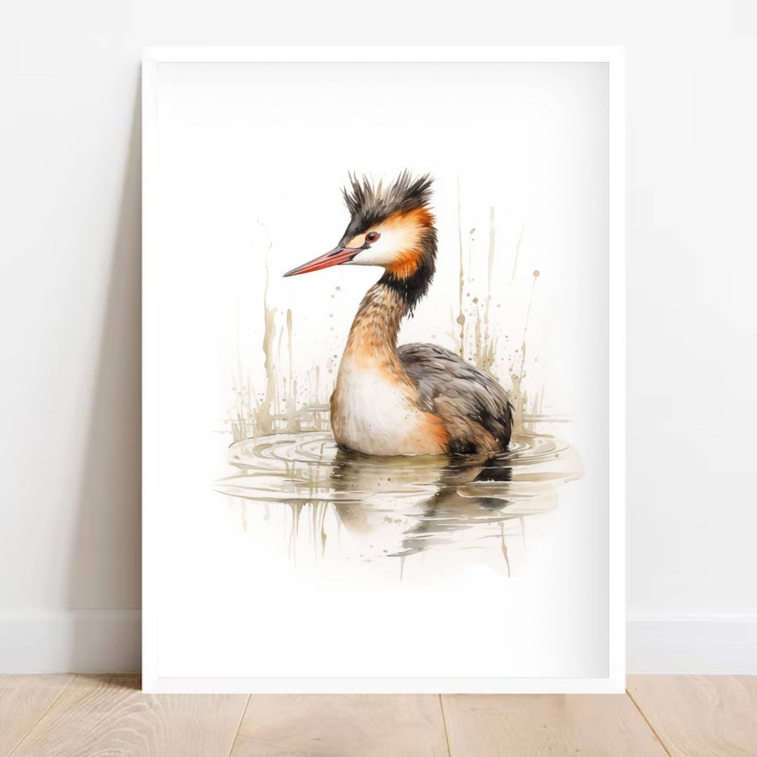 Nz's Bird of the Century! Puteketeke AKA: Great Crested Grebe - Etsy