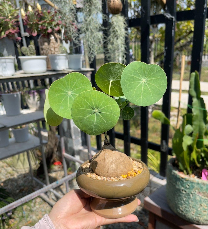 Rare Stephania Erecta Dormant Bulb, Caudex Plant for Collectors ...