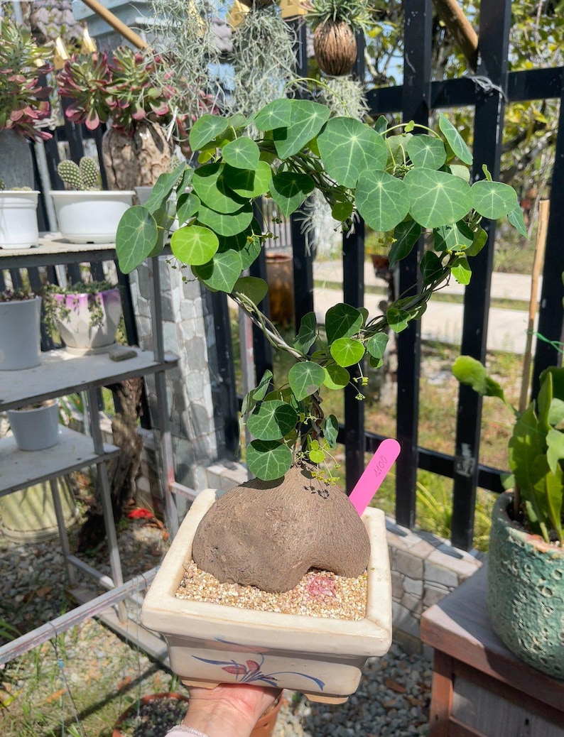 Rare Stephania Erecta Dormant Bulb, Caudex Plant for Collectors ...
