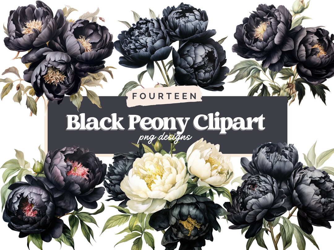 Black Peonies Watercolor Clipart, Summer Flowers Clipart, Peonies ...