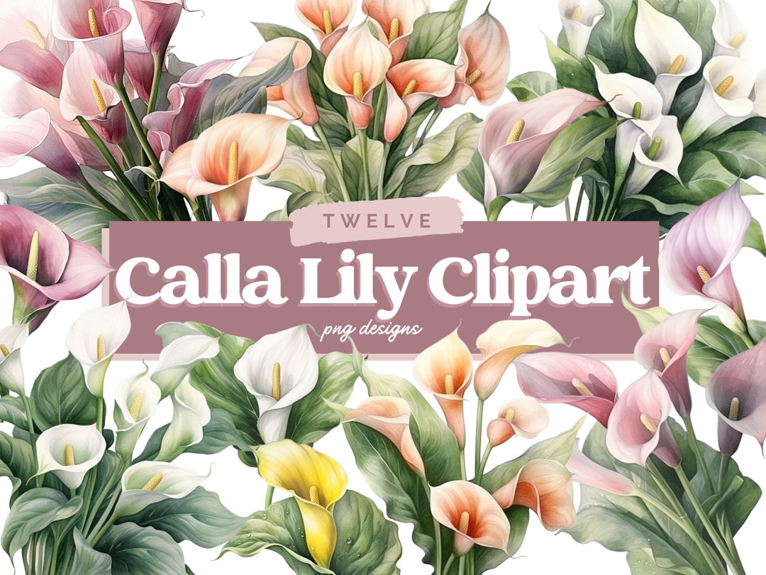 Watercolor Calla Lily Digital Illustration Bundle, Calla Lily Digital ...