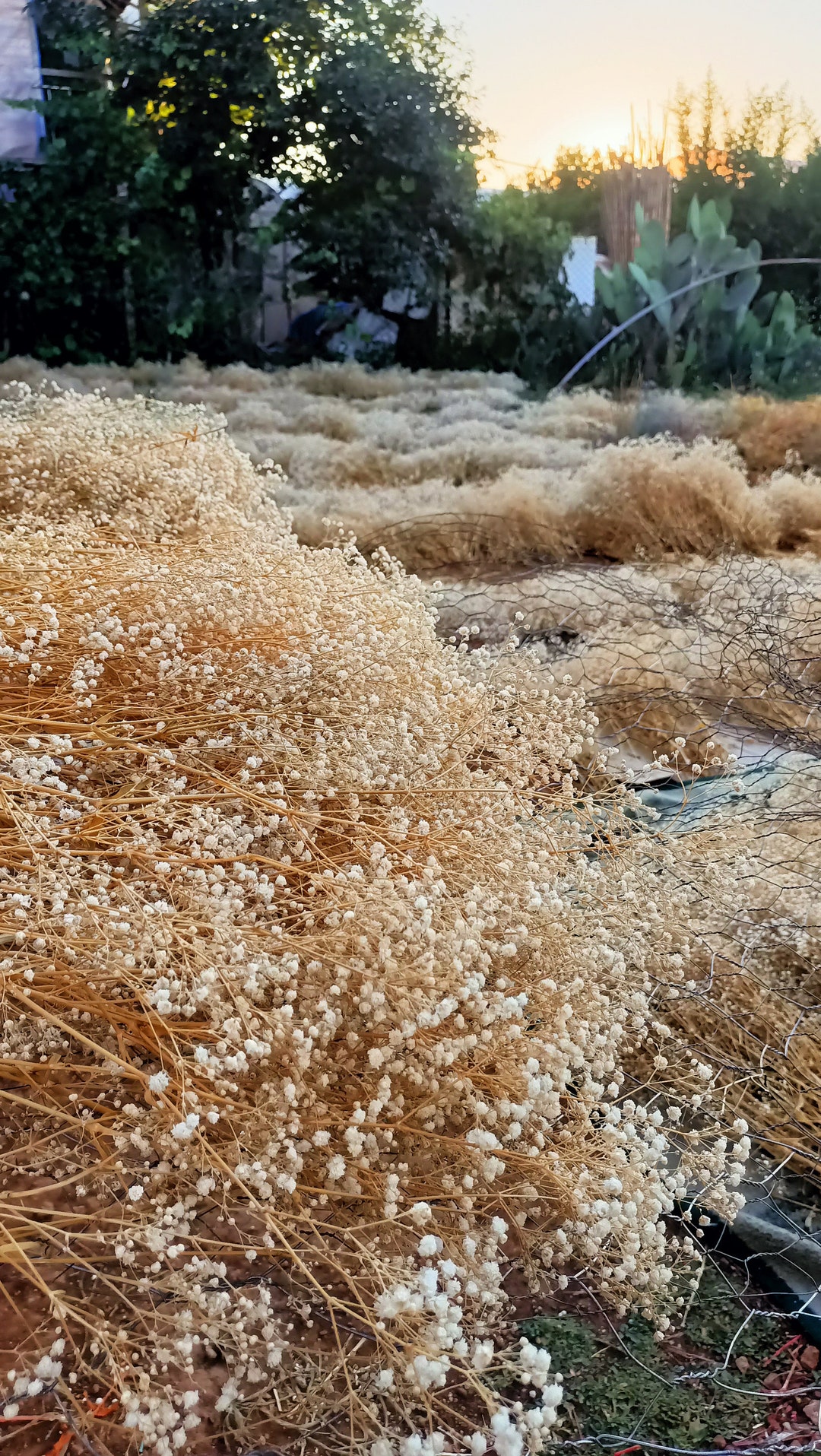 Baby's Breath Bouquet (50-60 Gram), Dried Cream Babys Breath, Preserved Gypsophila Bouquet, DIY ...