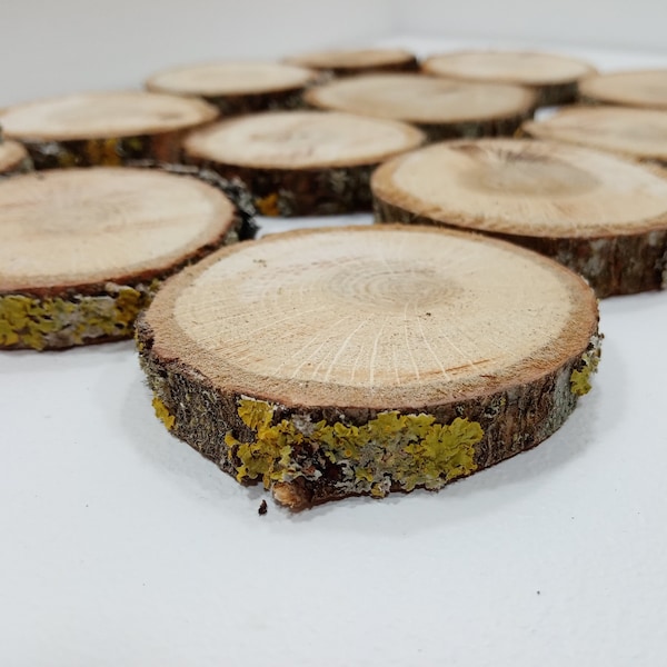 Oak Wood Slice - Etsy