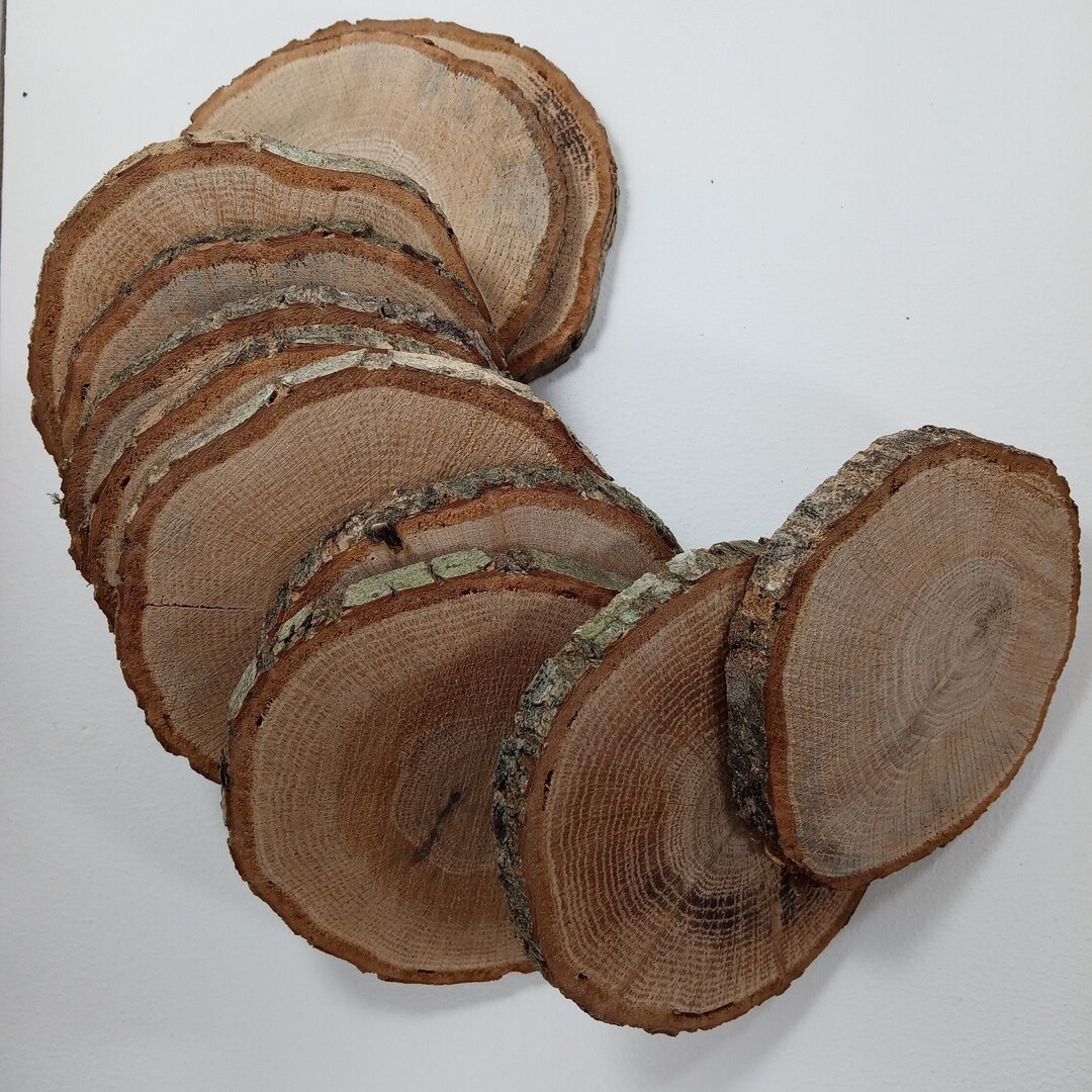 Tree Slices Oak Wood Rings Wood Discs Wooden Slices Cup Holder Plant ...