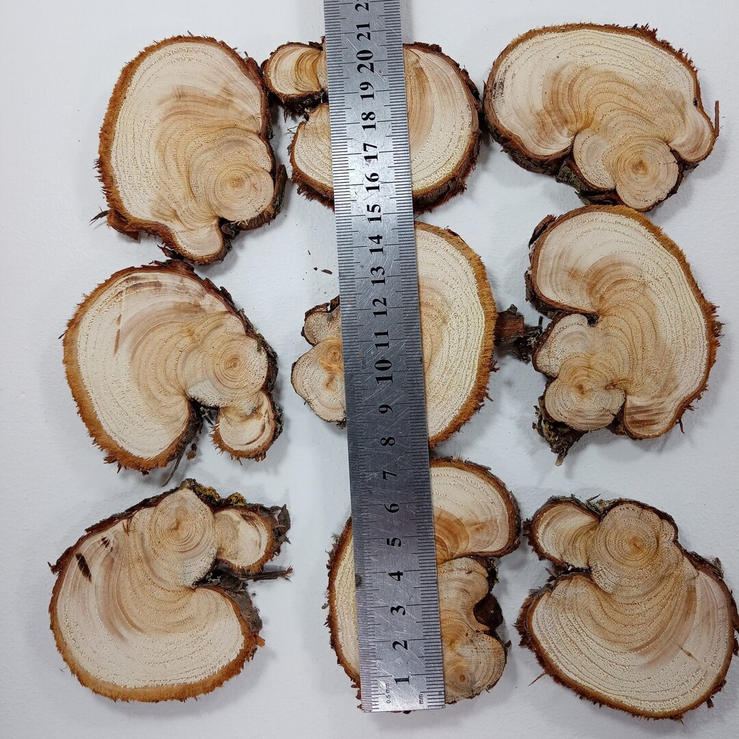 Juniper Wood Slices: Natural Raw Wood Discs for Crafts (7 Cm/3 Inch) - Etsy