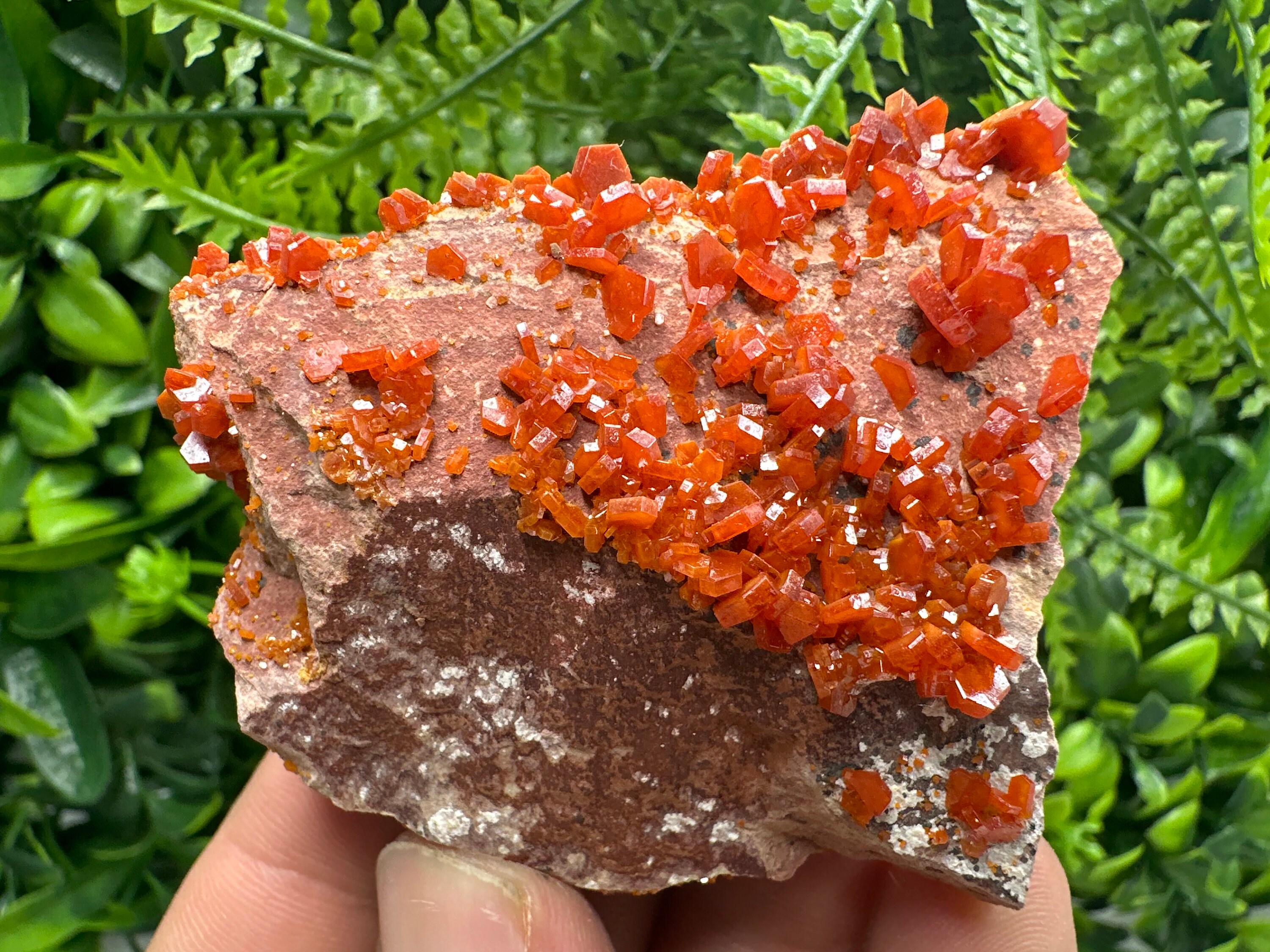 Red Vanadinite on Matrix From Marocco,crystal Minerals Speciment ...